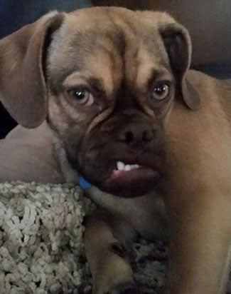 Grumpy Cat Gets Grumpy Dog Competition as New Canine Earl Goes Viral ...