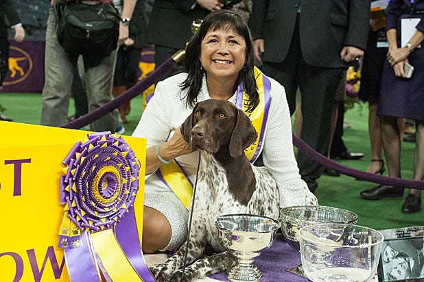 CJ the German Shorthaired Pointer Wins Best in Show at 2016 Westminster ...