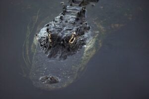Disney Gator Attack: Over 240 Alligators Captured At Park Since 2006 ...