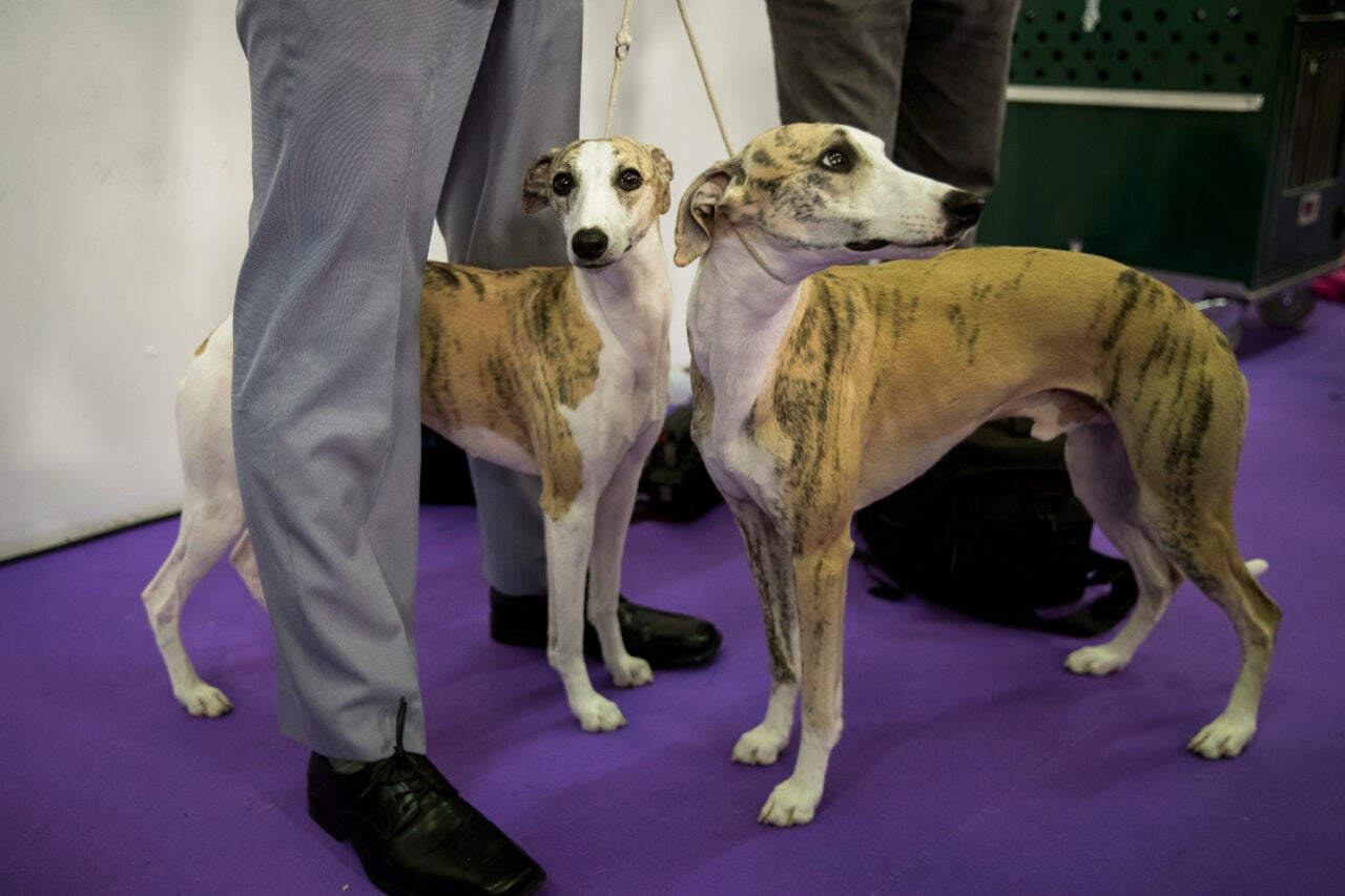 Rumor the German Shepherd Wins Best in Show at 2017 Westminster Dog Show
