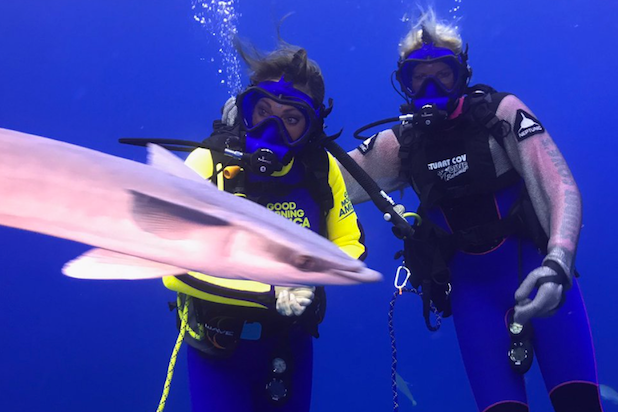 'GMA,' Ginger Zee Take Viewers on Virtual Tour of Shark Infested Waters ...