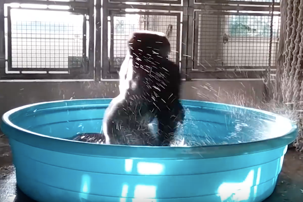 Watch This Gorilla Do the 'Flashdance' in a Kiddie Pool (Video) - TheWrap