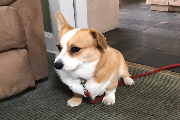 Bill O'Reilly Wants You to Know His Dog 'Would Never Take a Knee ...