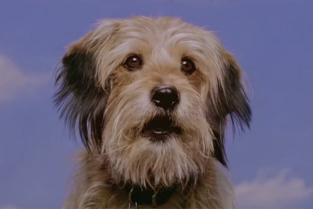'Benji' Reboot Fetches a Pre-Super Bowl Teaser (Video) - TheWrap