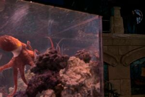 'Jessica Jones' Fact Check: Are All Those Octopus Facts True?