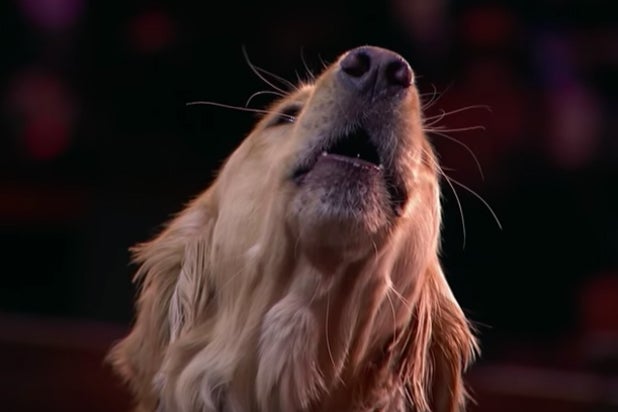 Simon Cowell Finally Got the Singing Dog He Always Wanted on 'AGT ...