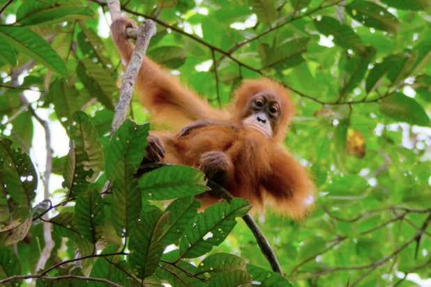 'Our Planet': A Cinematographer's Ordeal to Film Orangutans in the ...