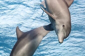 'Dolphin Reef' Review: Underwater Neighbors Steal the Show in Disney ...