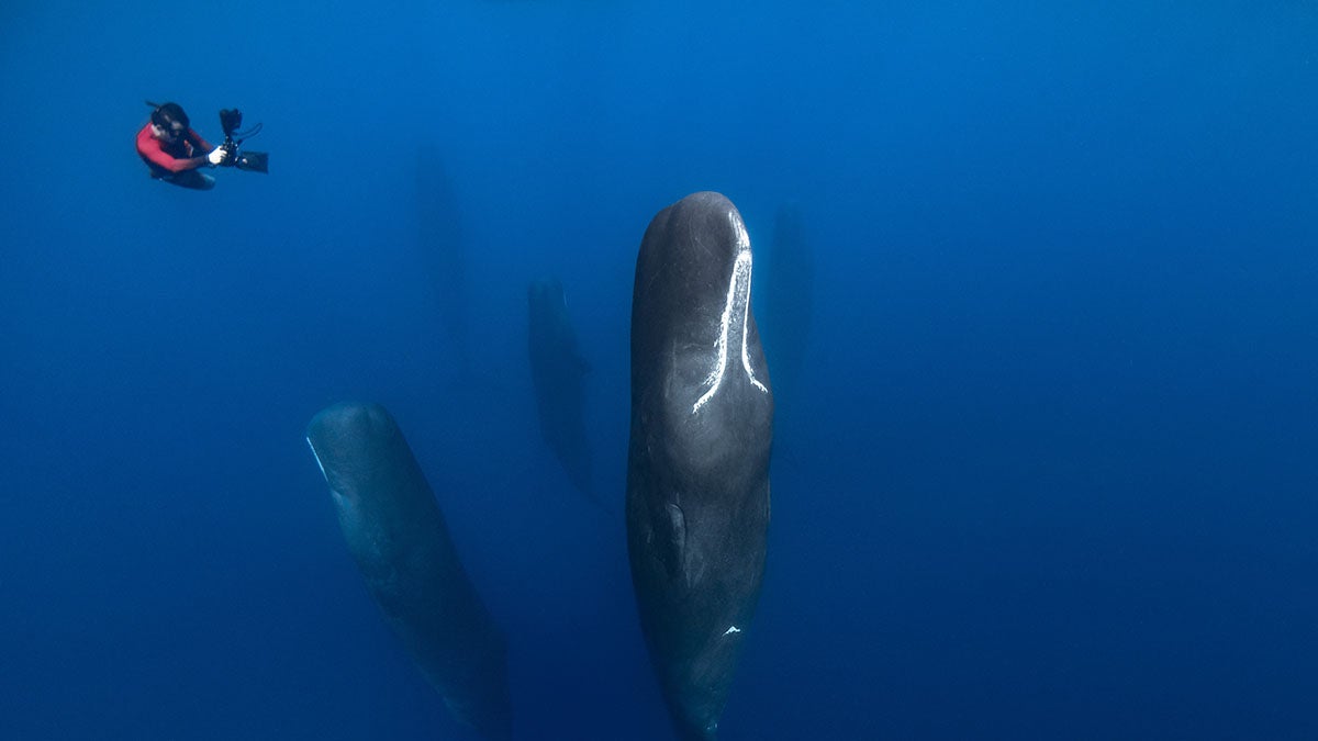 'Chasing Ocean Giants': New Discovery+ Series Reveals the Terrifying ...