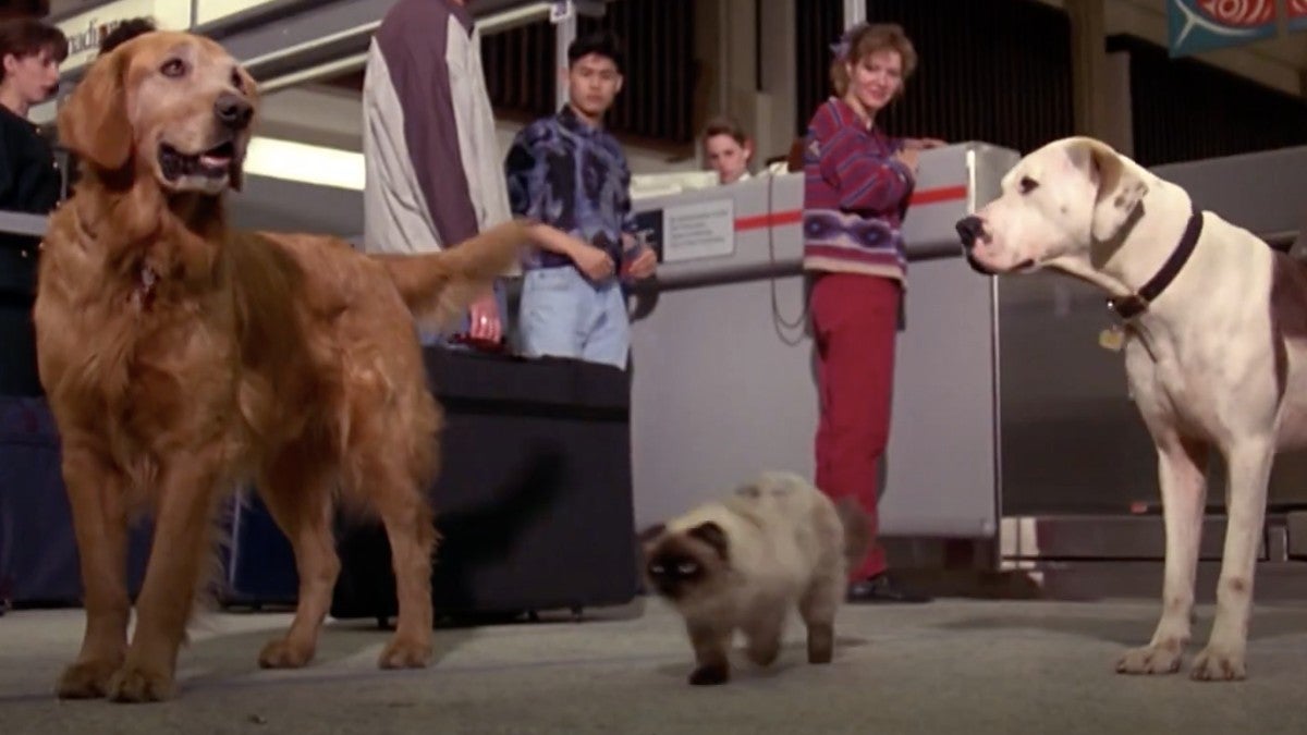 15 Movies Where the Dog Doesn't Die