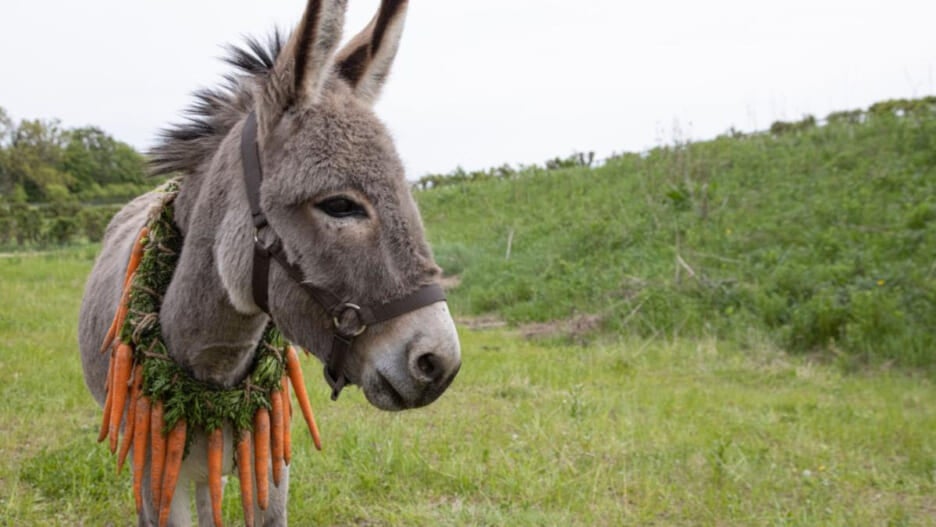 Cannes Jury Prize Winner 'EO' Acquired by Sideshow and Janus Films