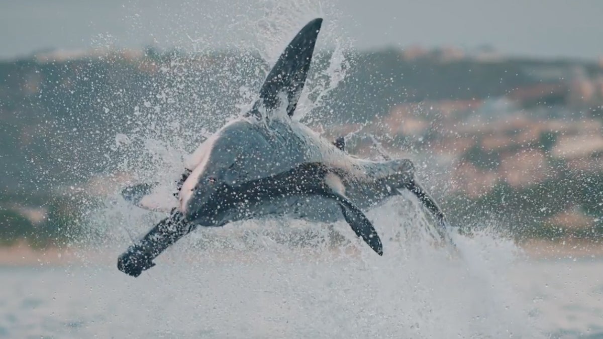 Shark Week Exclusive: Watch a Shark Do an Unbelievable 360 Turn Above ...
