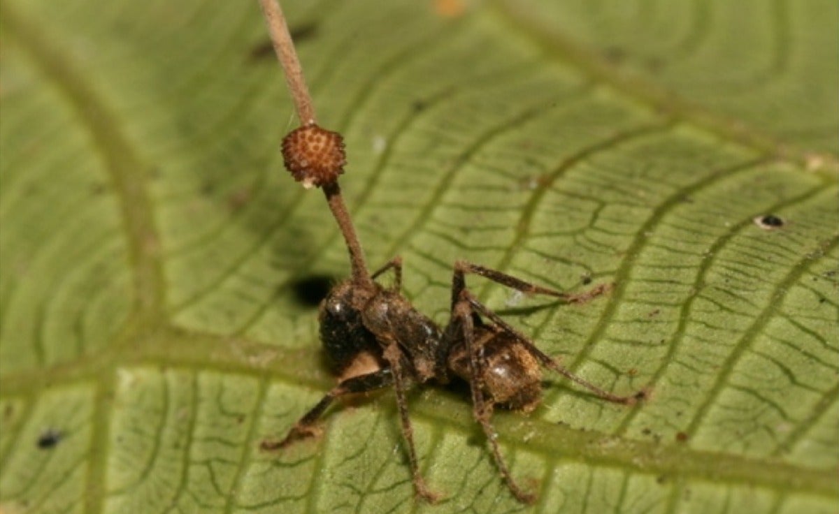 The Last of Us Fungus Explained: Everything to Know About Cordyceps