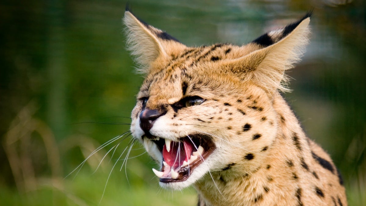 Wild Cat Tests Positive for Cocaine, Triggers ‘Cocaine Bear ...