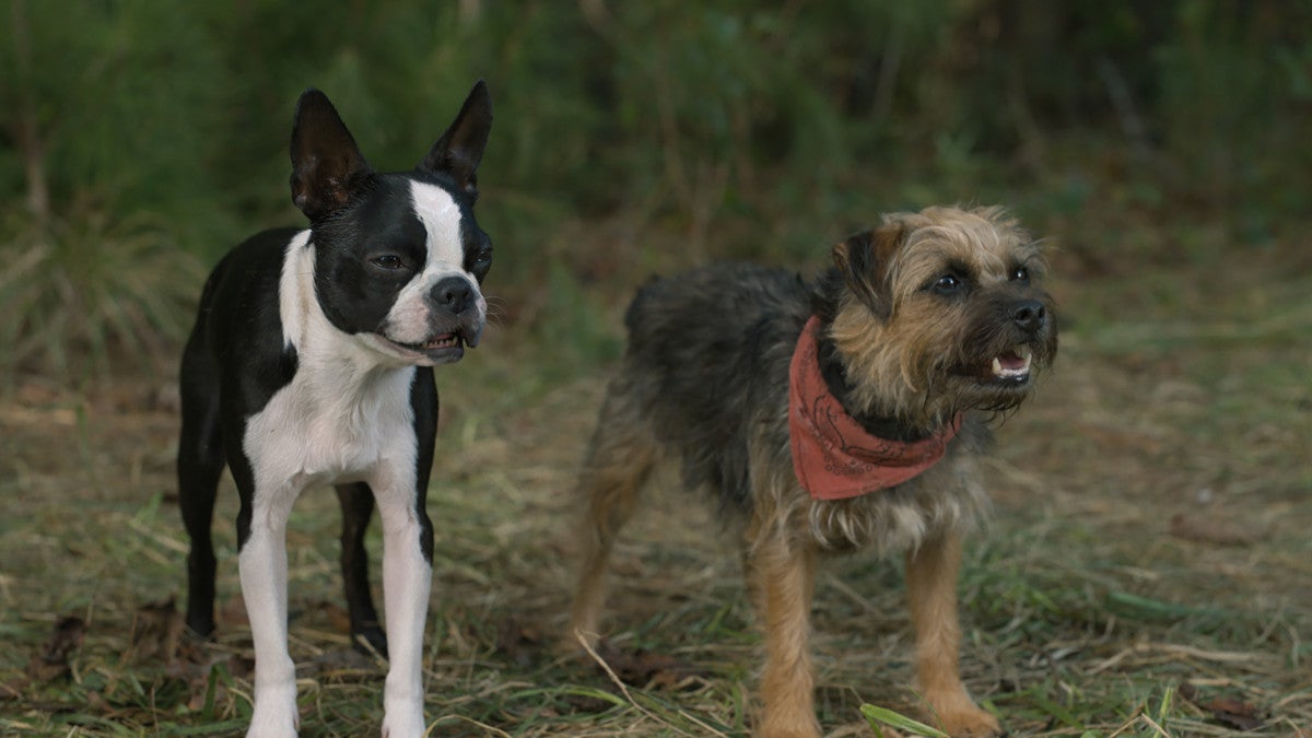 Strays Review: Crude Dog Comedy Is a Clever Laugh Riot Made for Pet Lovers