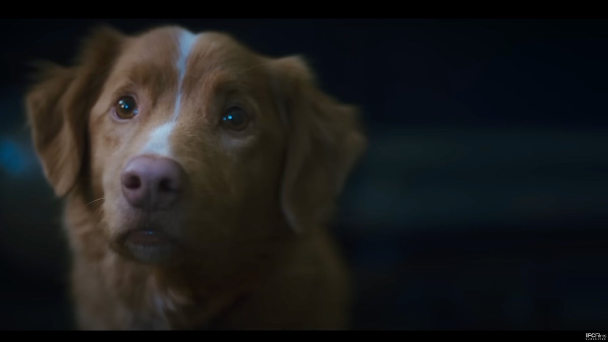 Good Boy Gets Expanded Release After Trailer Racks Up 1 Million Views