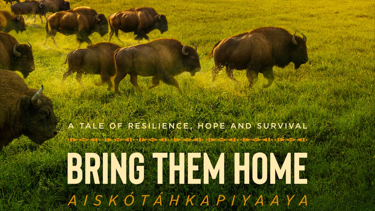 Lily Gladstone's Blackfeet Nation Buffalo Doc ‘Bring Them Home’ to Air on PBS